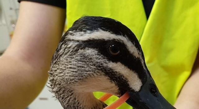 Examiner Newspapers Perth - Your Local Examiner