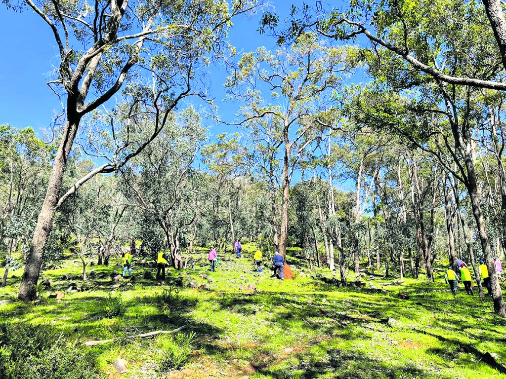 From cotton bush to pigs and rabbits - Your Local Examiner