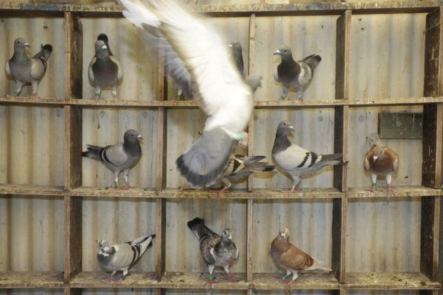 Meet the pigeon king | Your Local Examiner