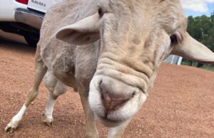 Gosnells News - Your Local Examiner